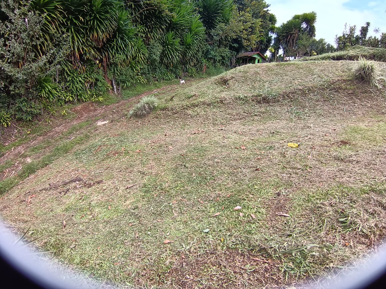 Fresh Climate Mountain Lot in San Vito, Costa Rica - REMAX Jungle ...